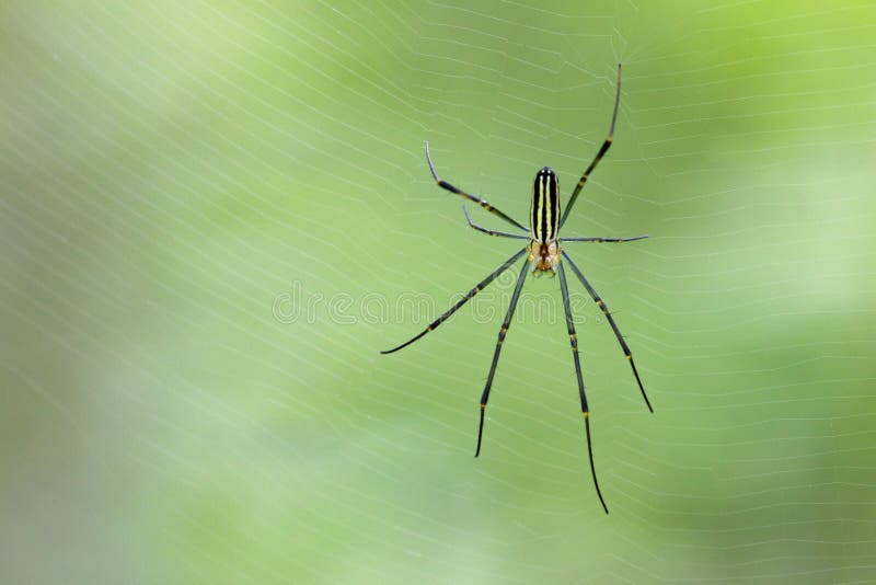 Image of Spider in the Net. Insect. Stock Photo - Image of araneus ...