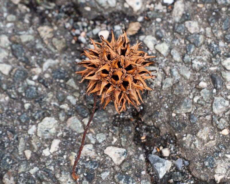 Spiky Sweet Gum Tree Ball Seen on Asphalt Ground. Stock Image - Image ...