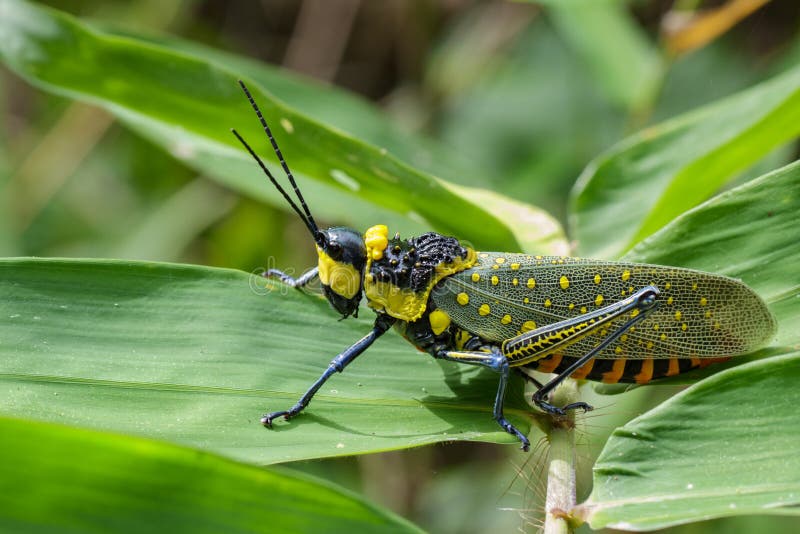 A Spotted Grasshopper Nymph Stock Image - Image of park, garden: 10884099