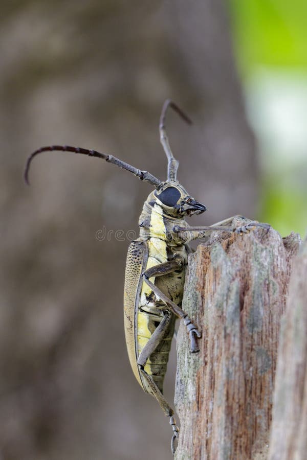 Image of Spotted Mango BorerBatocera Numitor on a Stump.Beetle Stock ...