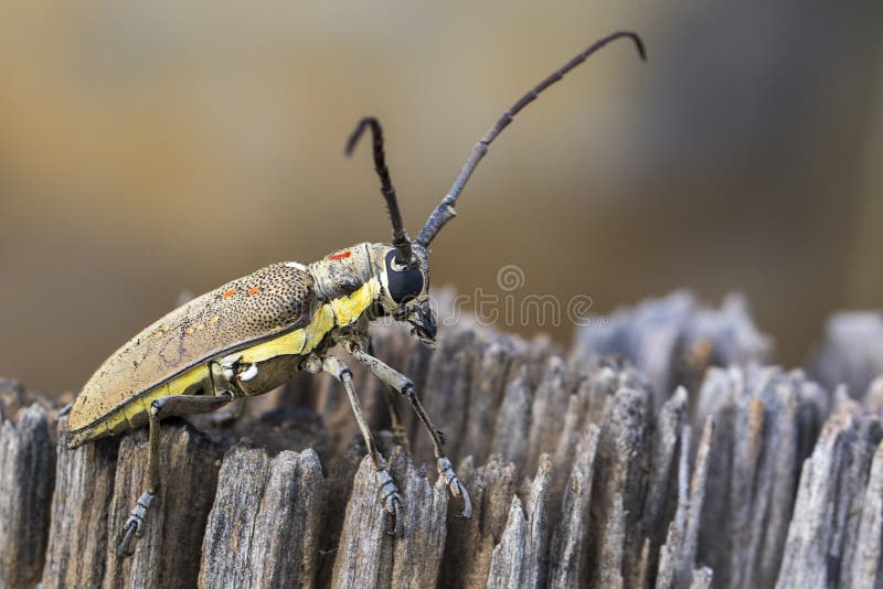 Image of Spotted Mango BorerBatocera Numitor. Stock Image - Image of ...