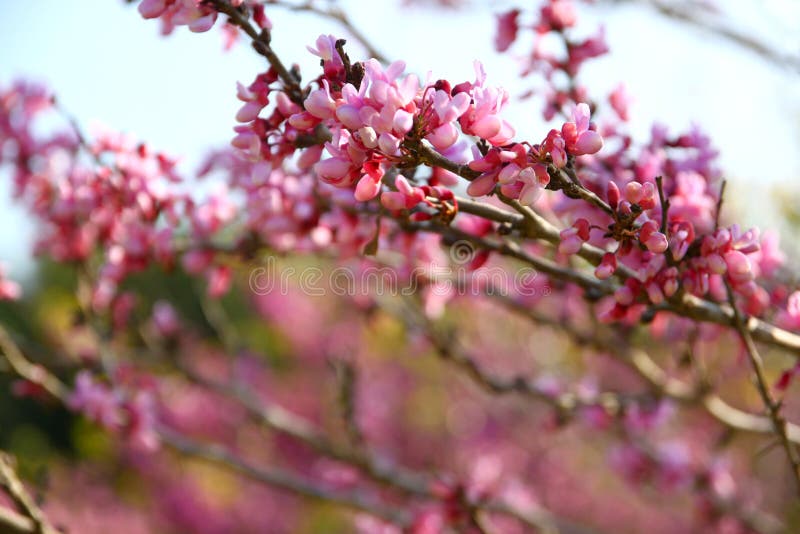 Image of Spring Cherry Blossoms Tree. Retro Filtered Image, Selective ...