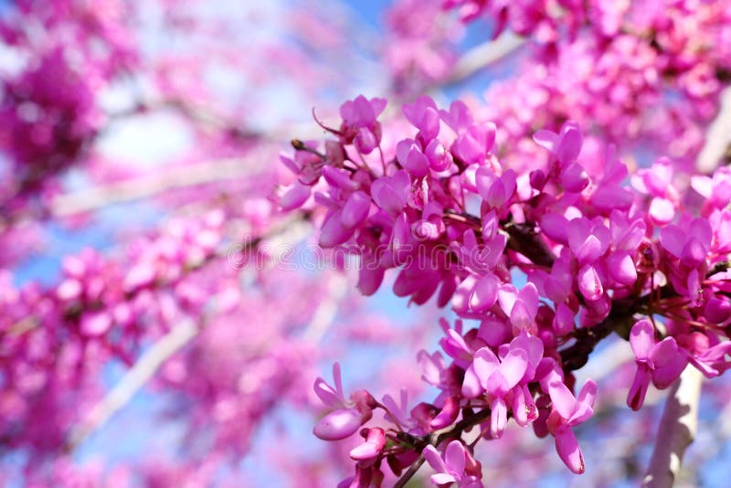 Image of Spring Pink Blossoms Tree. Selective Focus Photo Stock Image ...