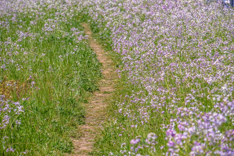 Image of Spring Trail stock photo. Image of bloom, lavender - 163684708