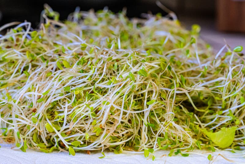 Image of Sprouts. Ready for a Sandwich. Stock Image - Image of close ...
