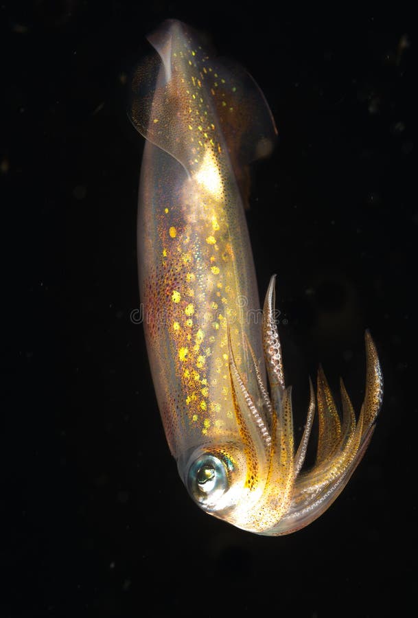 Image of a Squid at Night in the Ocean. Stock Photo - Image of squid ...