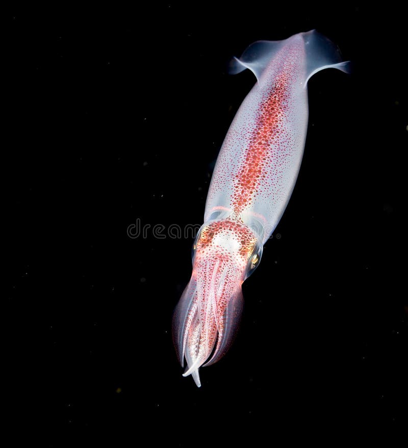 Image of a Squid at Night in the Ocean. Stock Image - Image of gills ...