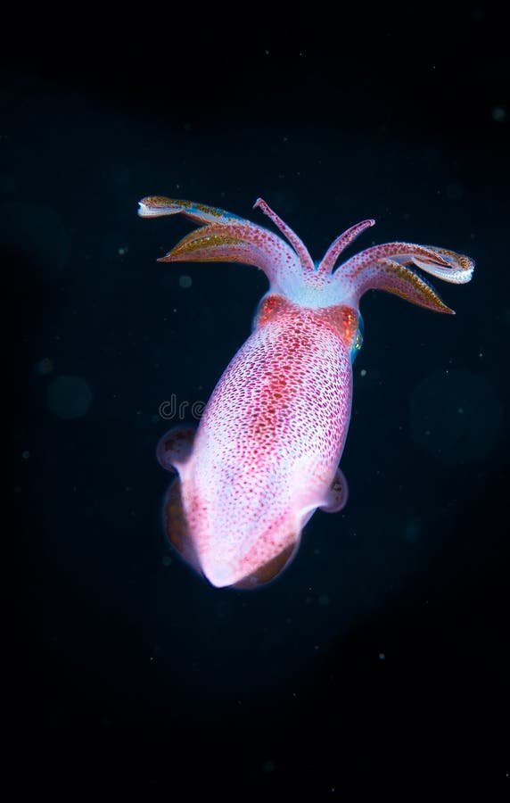 Image of a Squid at Night in the Ocean. Stock Photo - Image of zoology ...