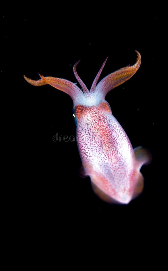 Image of a Squid at Night in the Ocean. Stock Image - Image of tails ...