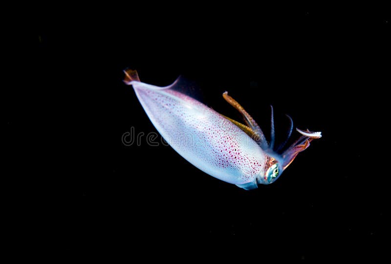 Image of a Squid at Night in the Ocean. Stock Image - Image of tropcial ...