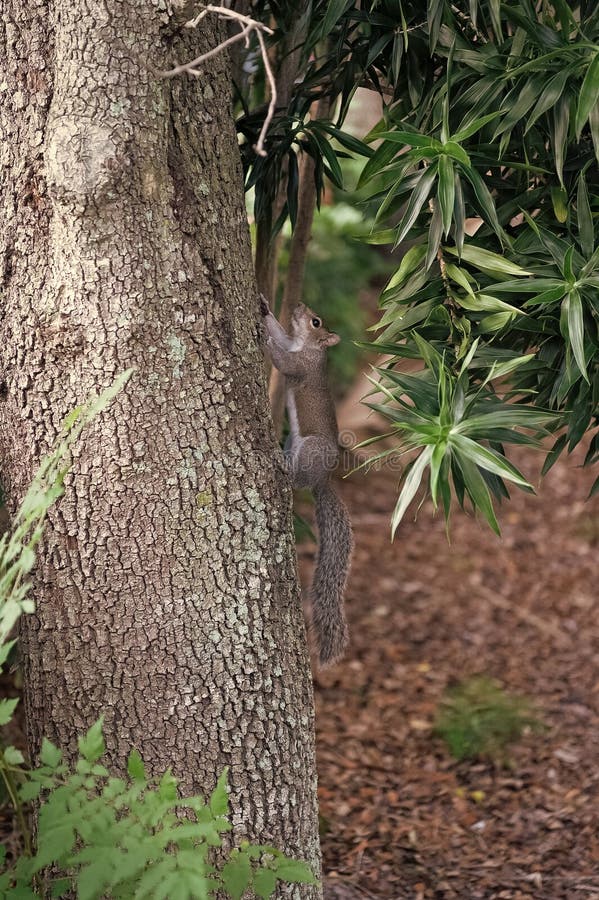 Image of Squirrel Rodent. Squirrel Rodent Outdoor. Squirrel Rodent ...