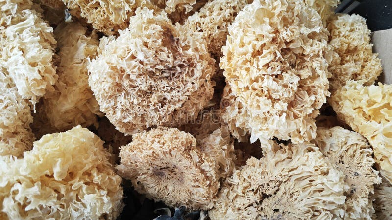 Stacks of the Chinese Edible Dried Fungus Stock Photo - Image of ...