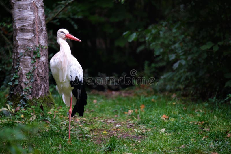 Image of a standing stork stock image. Image of trees - 165633913