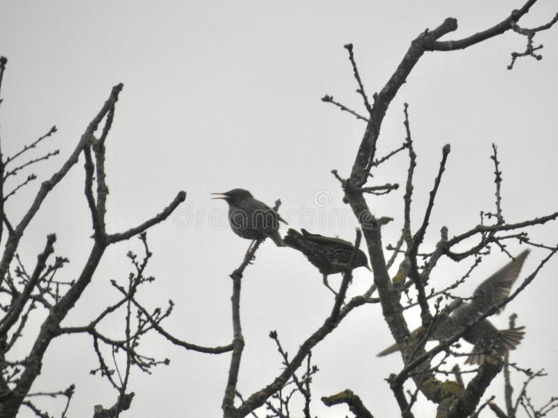 Starling in song in a tree stock image. Image of wings - 308460657