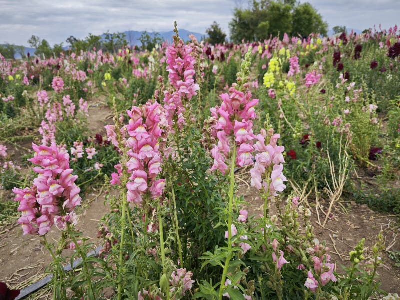 A Stems of Colored Snapdragon Petals Flower. Stock Photo - Image of ...