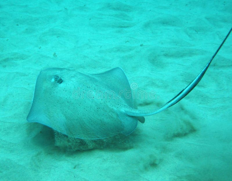 Image of Stingray on the Bottom of the Sea Sand Stock Photo - Image of ...