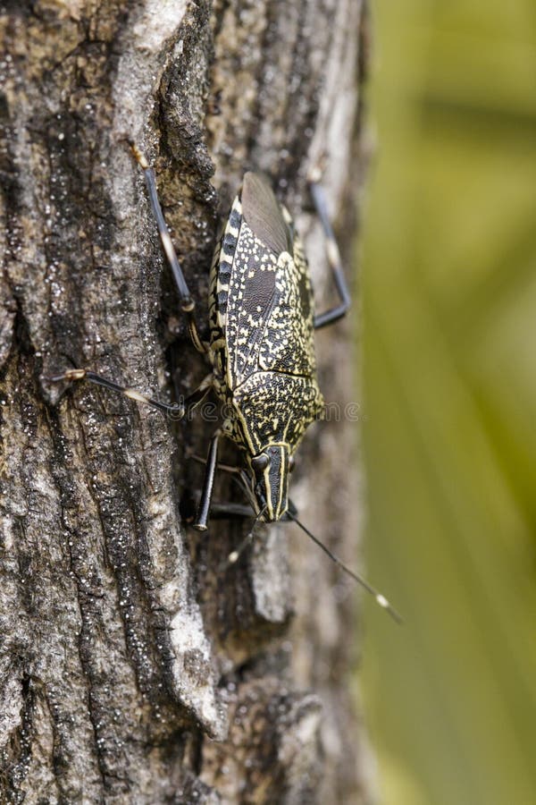 Image of Stink Bug Erthesina Fullo on Tree. Insect Stock Image - Image ...