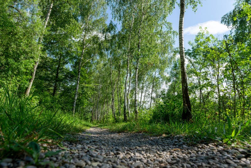 Image of Trail through Forest with Birch Trees Stock Photo - Image of ...