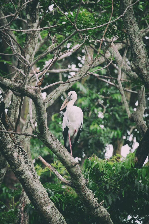 Image of Stork Perched on Tree Branch. Stock Image - Image of bill ...