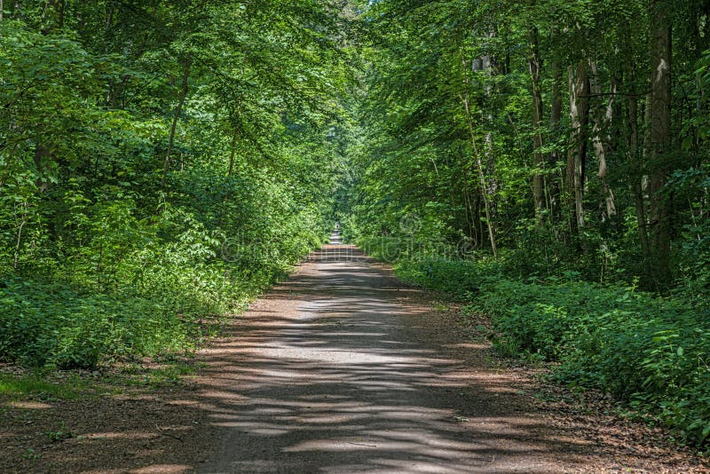 Image of a Straight and Unpaved Forest Path in Springtime Stock Image ...