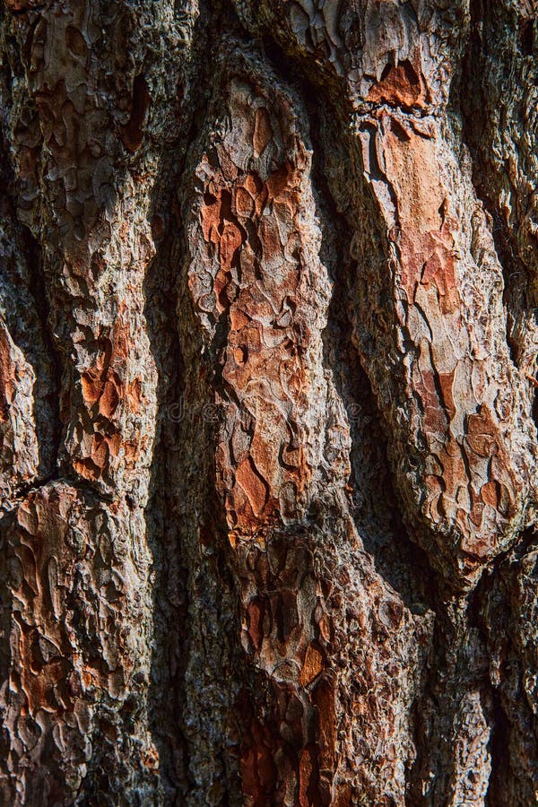 Straight on Vertical View of Thick Brown Tree Bark Texture Stock Image ...