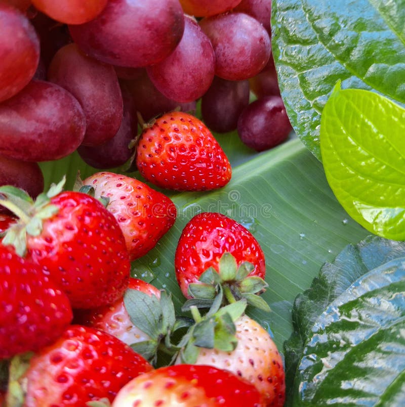 Image of Strawberry Grapes Placed on Leaves01 Stock Image - Image of ...
