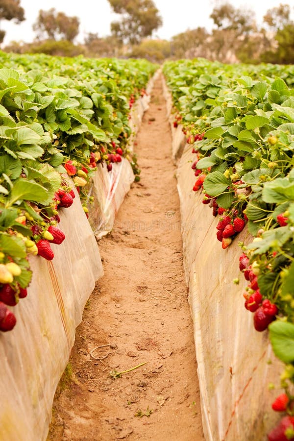 Image of a Strawberry Patch in the Summer. Stock Image - Image of plant ...