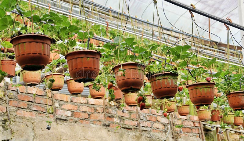 Mihrab of Sultan Ahmad Shah 1 Mosque in Kuantan Stock Photo - Image of ...