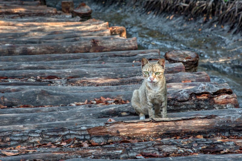 Stray Cat Resting on the Dried Mangrove Log. Stock Photo - Image of ...