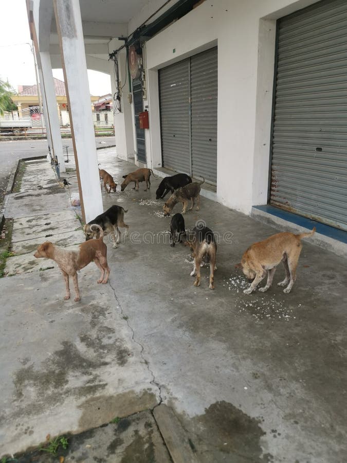 Stray Dogs Mating at the Plantation Stock Photo - Image of friend ...