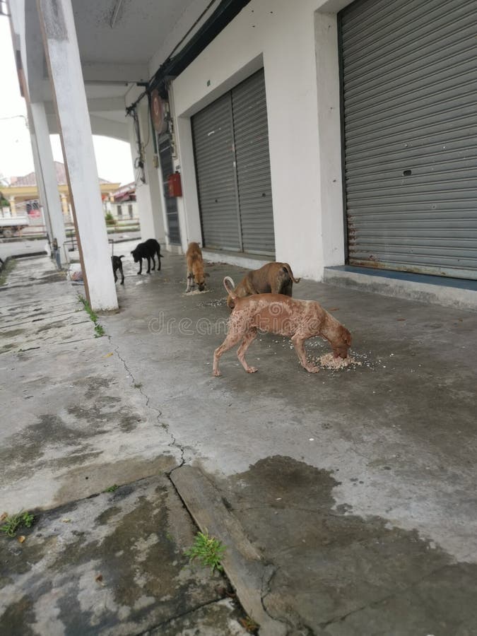 Stray Dogs on the City Street. Stock Photo - Image of dirty, looking ...