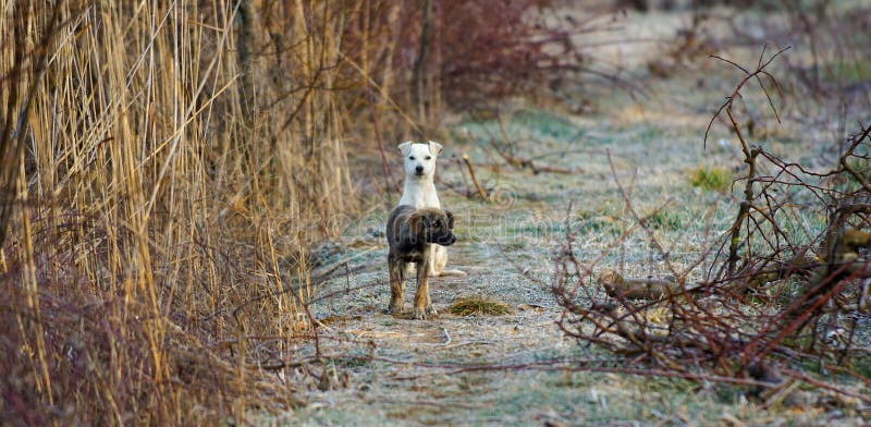 Image of a Stray Dogs on Cold February Morning Stock Image - Image of ...