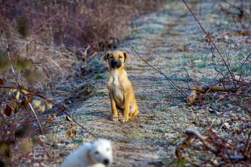 Image of a Stray Dogs on Cold February Morning Stock Photo - Image of ...