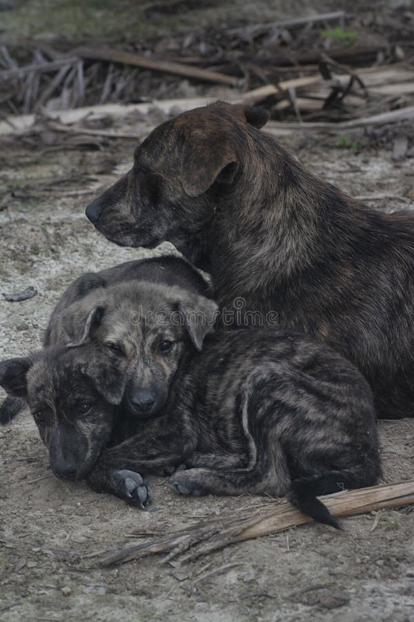 Stray Female Dog with Her Puppies Stock Photo - Image of eyes, black ...