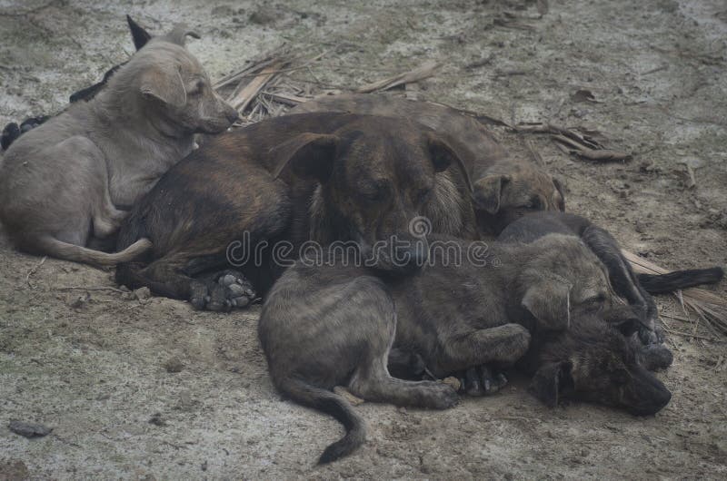 Stray Female Dog with Her Puppies Stock Image - Image of gray, homeless ...