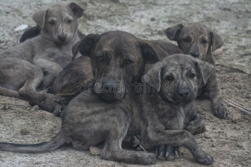 Stray Female Dog with Her Puppies Stock Photo - Image of ground, gray ...