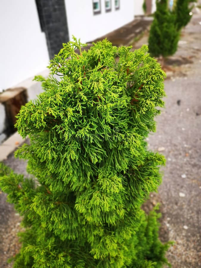 Image of the Street Juniperus Chinensis Tree Stock Image - Image of ...