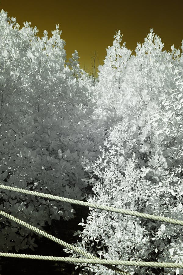 Dense Foliage and Trees and Roots in Tropical Jungle. Hiking Path in ...