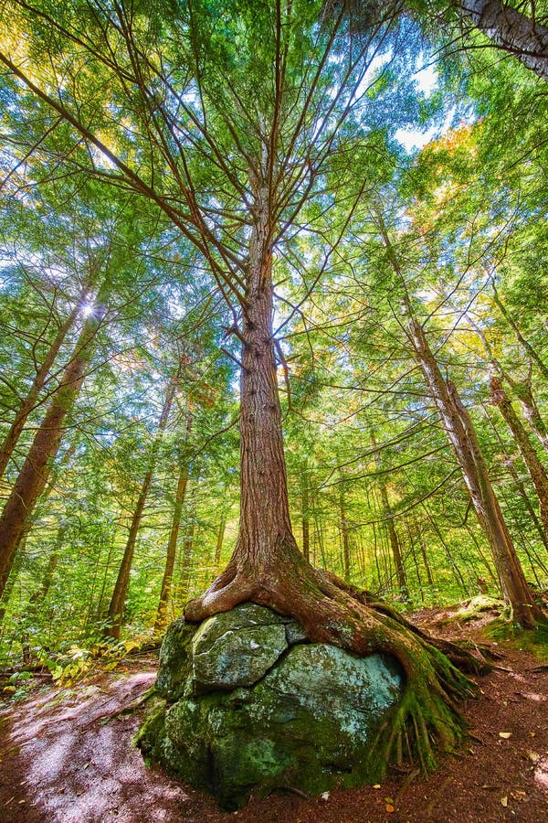 Stunning Tall Tree Growing Over Boulder with Exposed Roots Looking Up ...