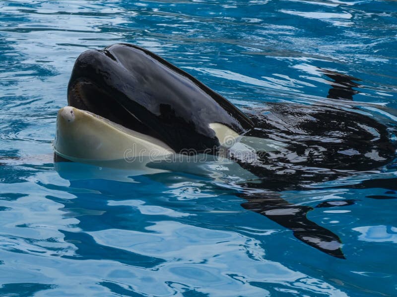 Orca with Dolphin stock illustration. Illustration of animal - 362976882