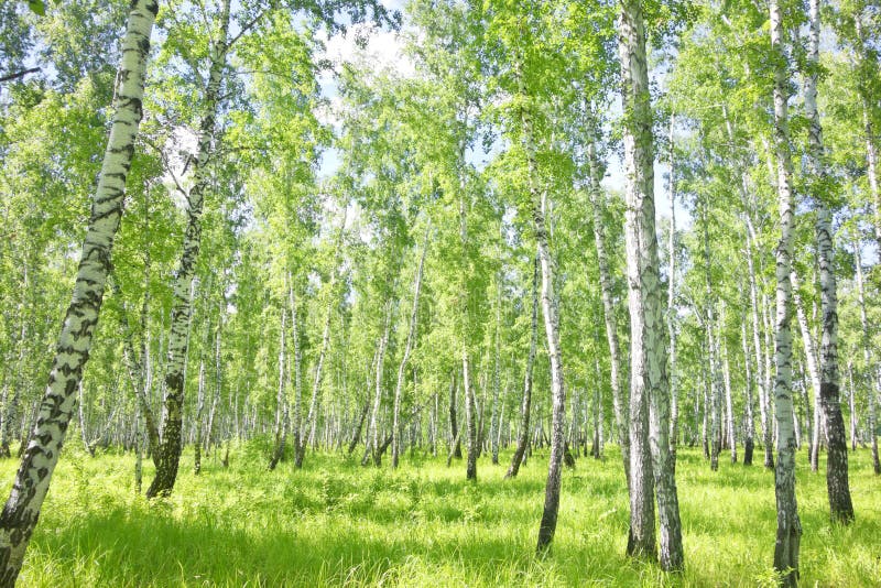 Birch forest stock photo. Image of environment, grove - 102290468
