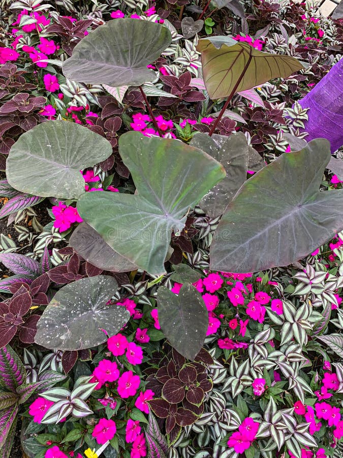 Image of Summer Garden Patch Stock Image - Image of bloom, spring ...