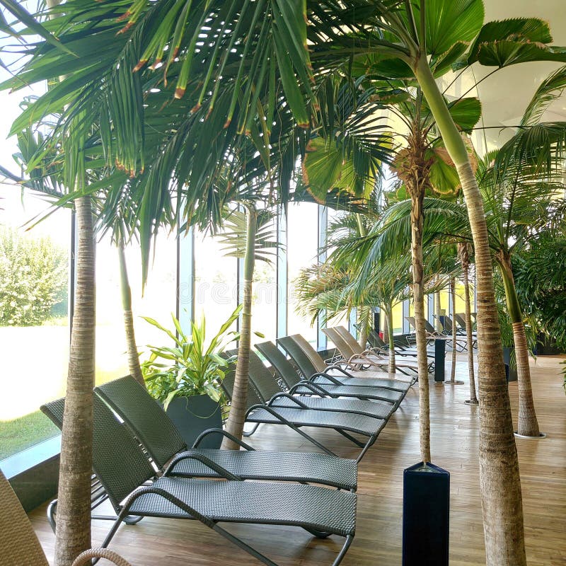 Image of Sun Beds in a Tropical Resort Stock Image - Image of plants ...