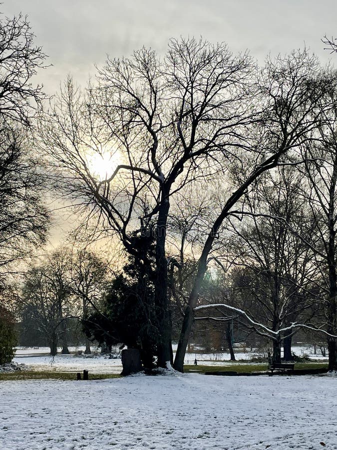 Setting sun through trees stock photo. Image of landscape - 264348102