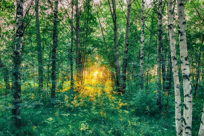 Sunlight in the Green Forest, Springtime Stock Image - Image of leaf ...