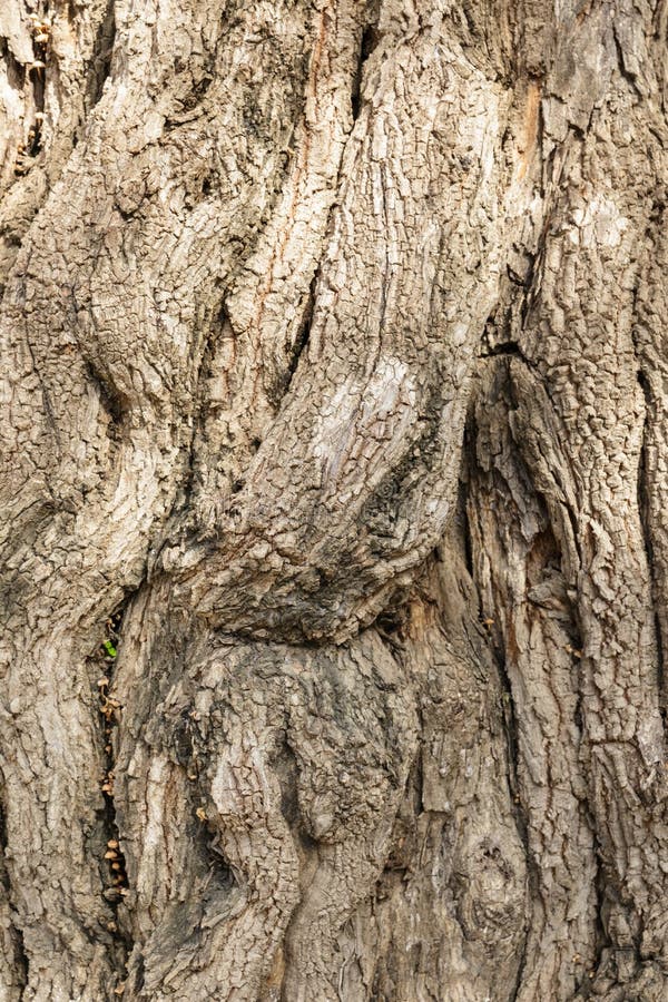 Image of the Surface of a Tree Trunk. Stock Photo - Image of closeup ...