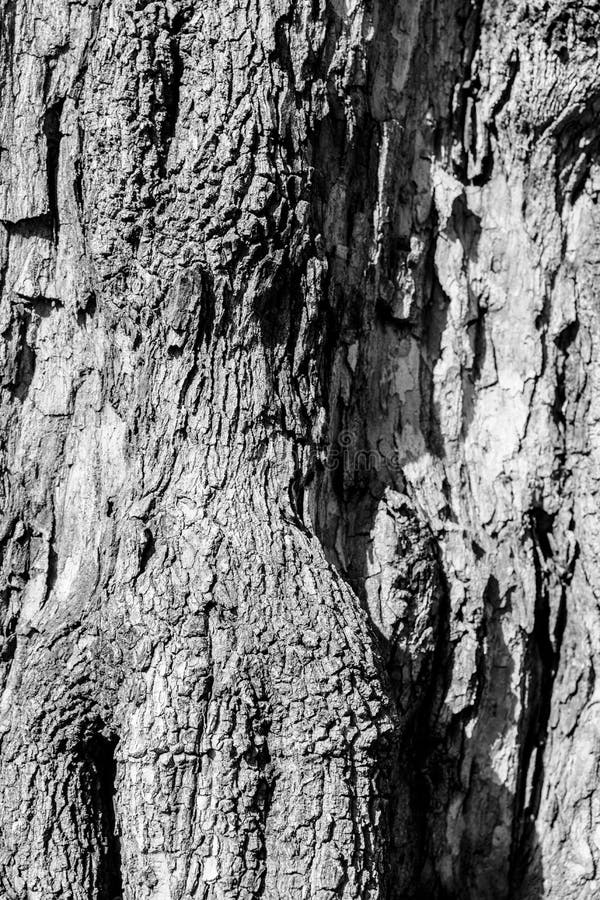 Image of the Surface of a Tree Trunk. Stock Image - Image of grunge ...