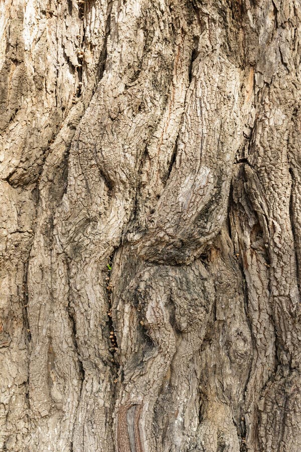 Image of the Surface of a Tree Trunk. Stock Image - Image of close ...