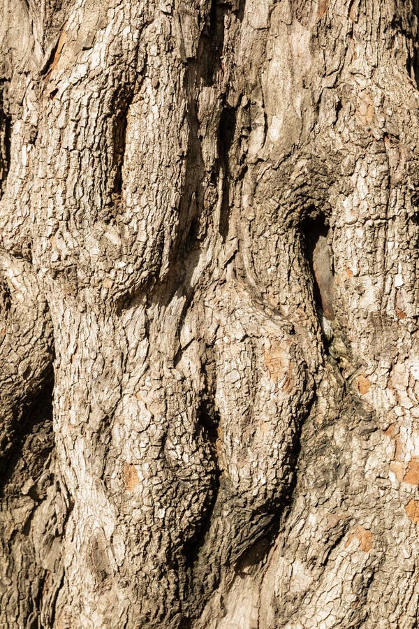Image of the Surface of a Tree Trunk. Stock Photo - Image of texture ...
