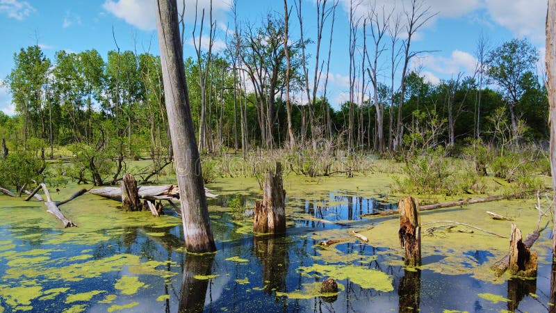 Swamp with Tree Trunks and Green Algae Stock Image - Image of pond ...